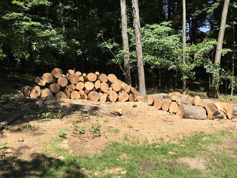 Tree Removal Service | Clear Cut Tree